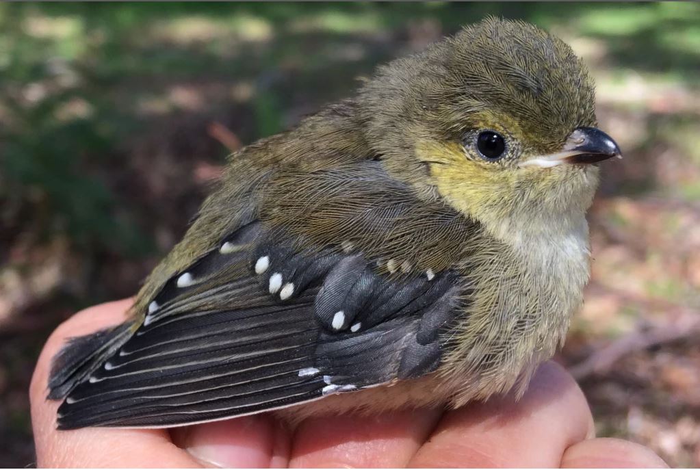 Fenner in the news - How to help one of Australia’s rarest birds save itself from extinction ...